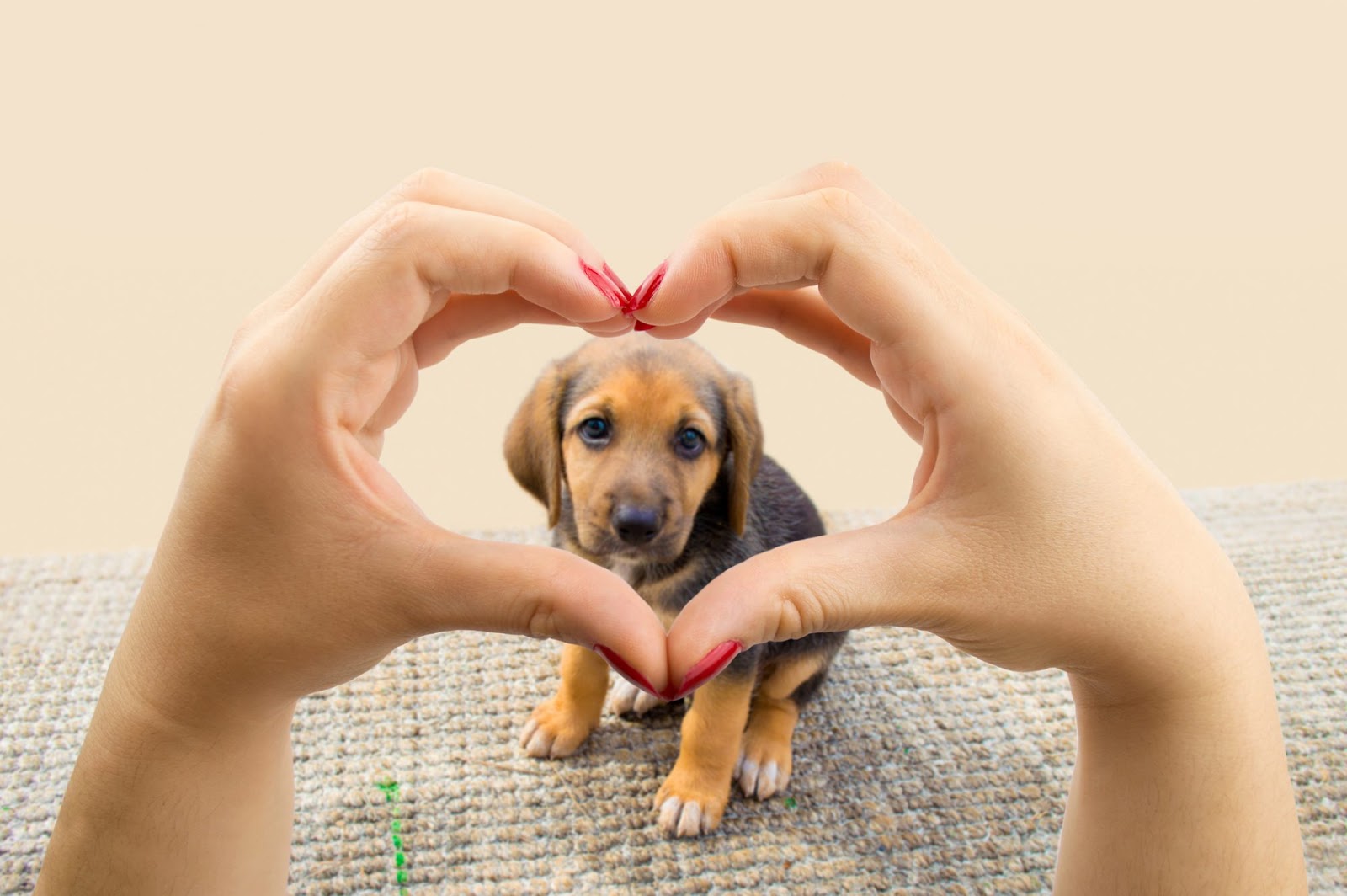 5 Ways That Animals Help Improve Our Health – Animal Ark Rescue