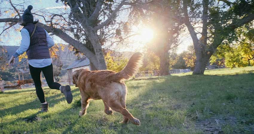 5 Ways That Animals Help Improve Our Health – Animal Ark Rescue
