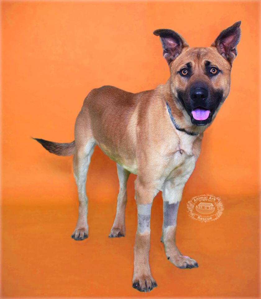 Parvo Puppy Unit – Animal Ark Rescue